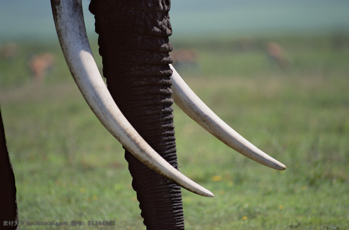 象牙高清素材图片下载-素材编号05344587-素材天下图库