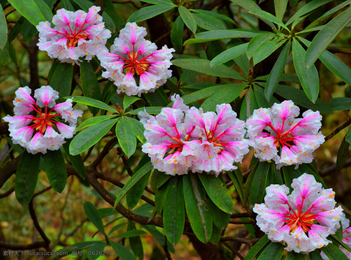 瓦屋山高山杜鹃素材图片下载-素材编号06262777-素材天下图库