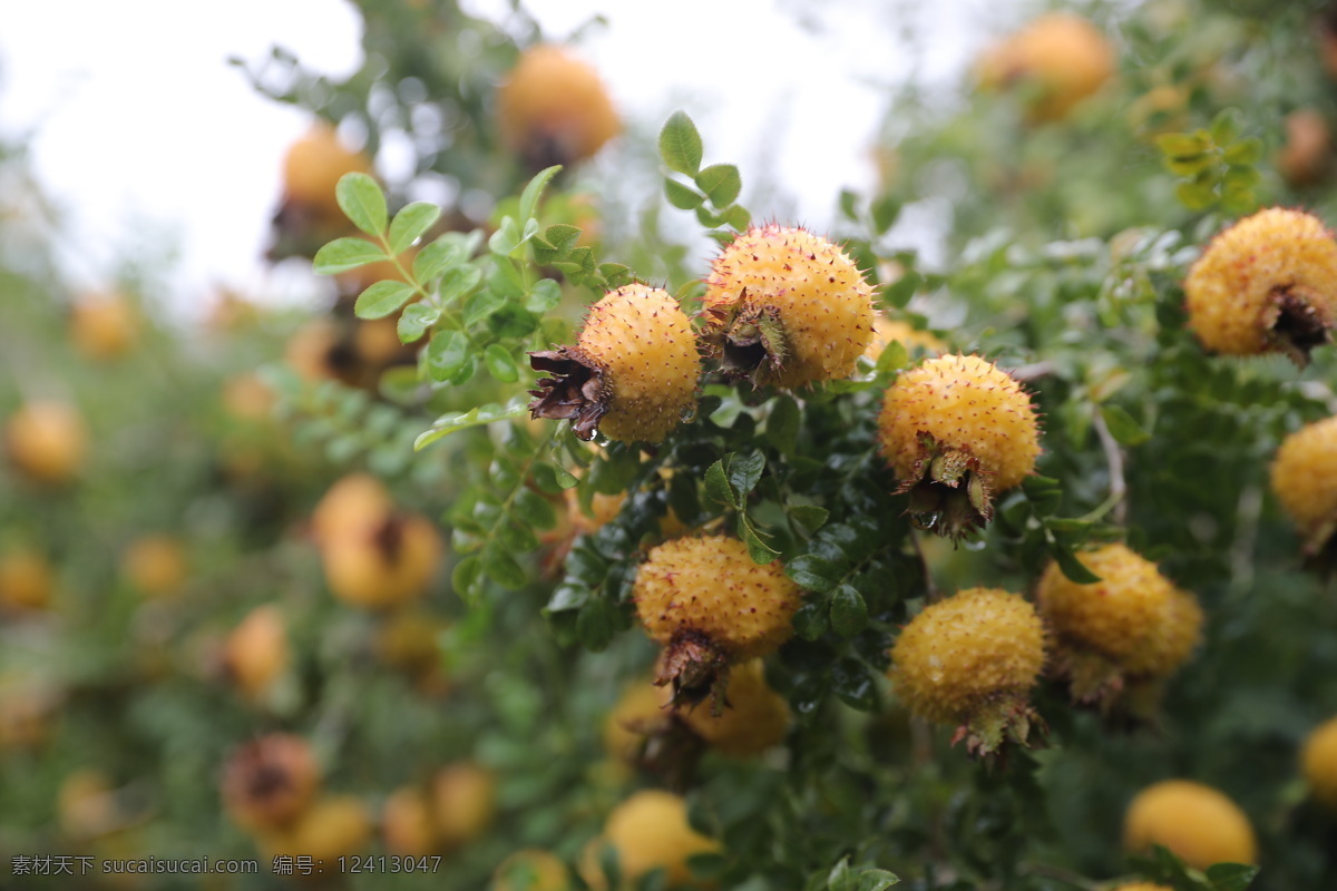 刺力王刺梨种植基地素材图片下载-素材编号12413047-素材天下图库